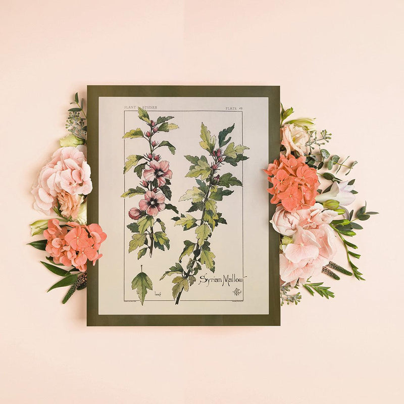 Wildflower Study (Syrian Mallow) – Shop At Sullivan